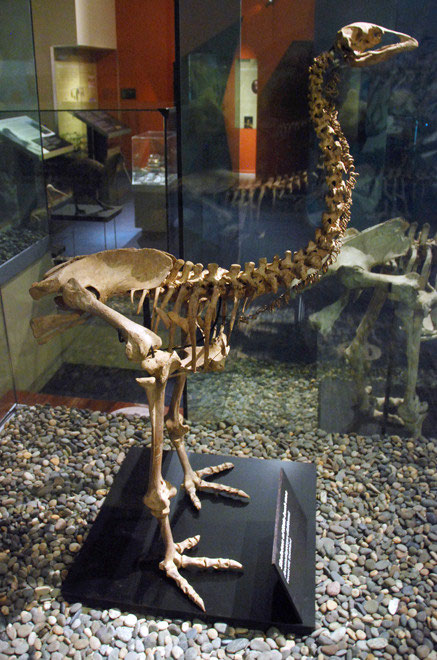 V. New Zealand's Extinct Moa - fergusmurraysculpture.com