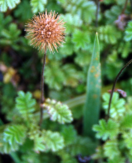 VI. Ackers Point, Stewart Island - fergusmurraysculpture.com