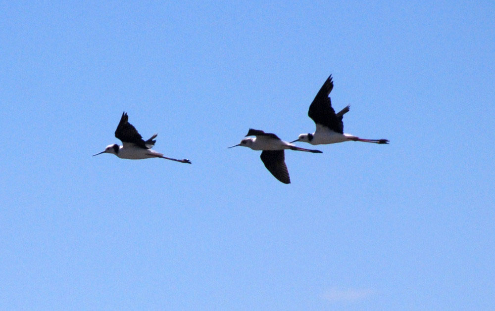 Miranda Birds - fergusmurraysculpture.com
