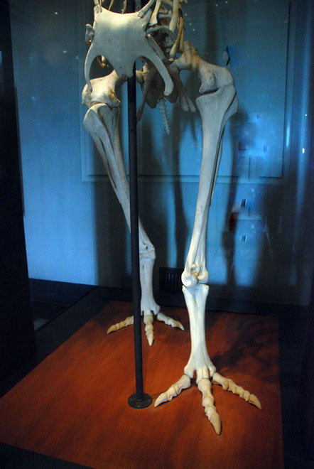 V. New Zealand's Extinct Moa - fergusmurraysculpture.com