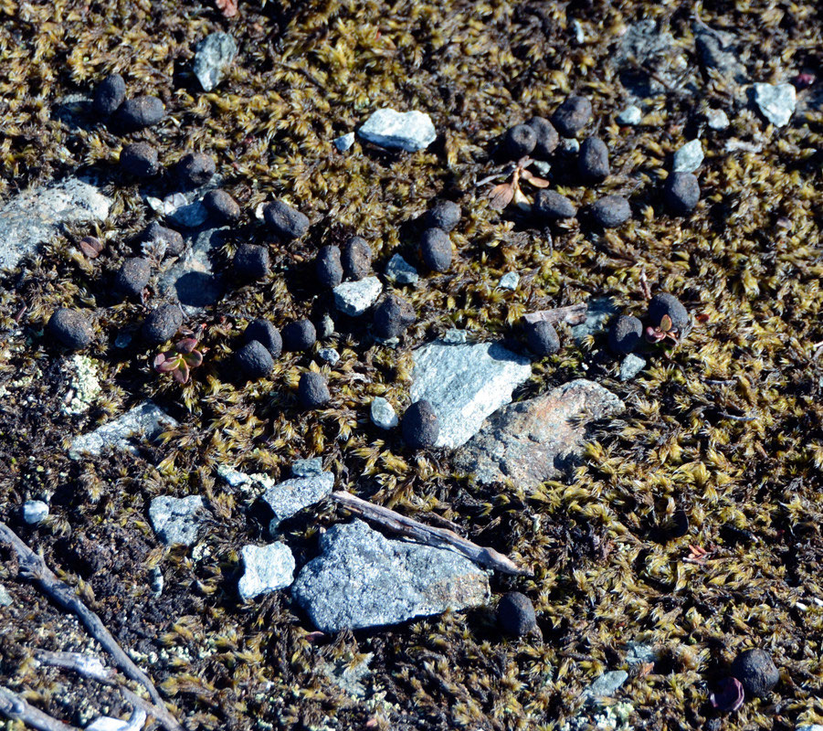 Sub-Arctic Flora and Fauna - fergusmurraysculpture.com