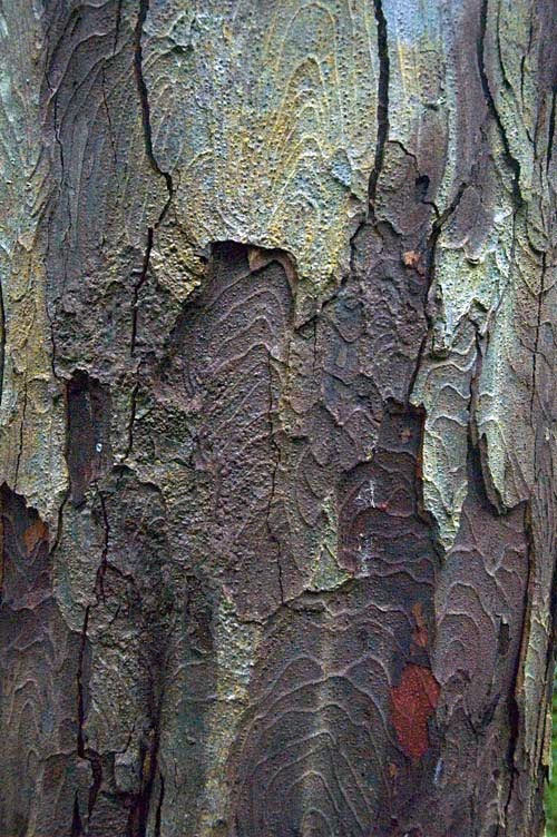 II. New Zealand Podocarps - fergusmurraysculpture.com