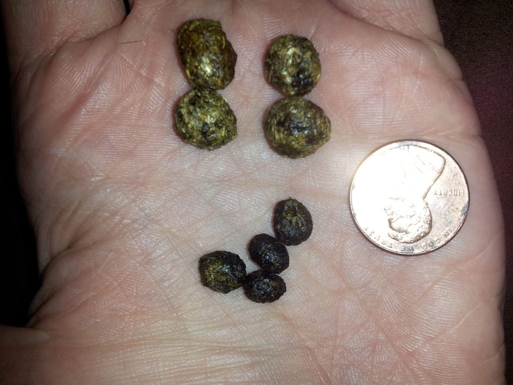 LAS CACAS DE TU CONEJO - ASNAC (Asociación Nacional de Cunicultura ...