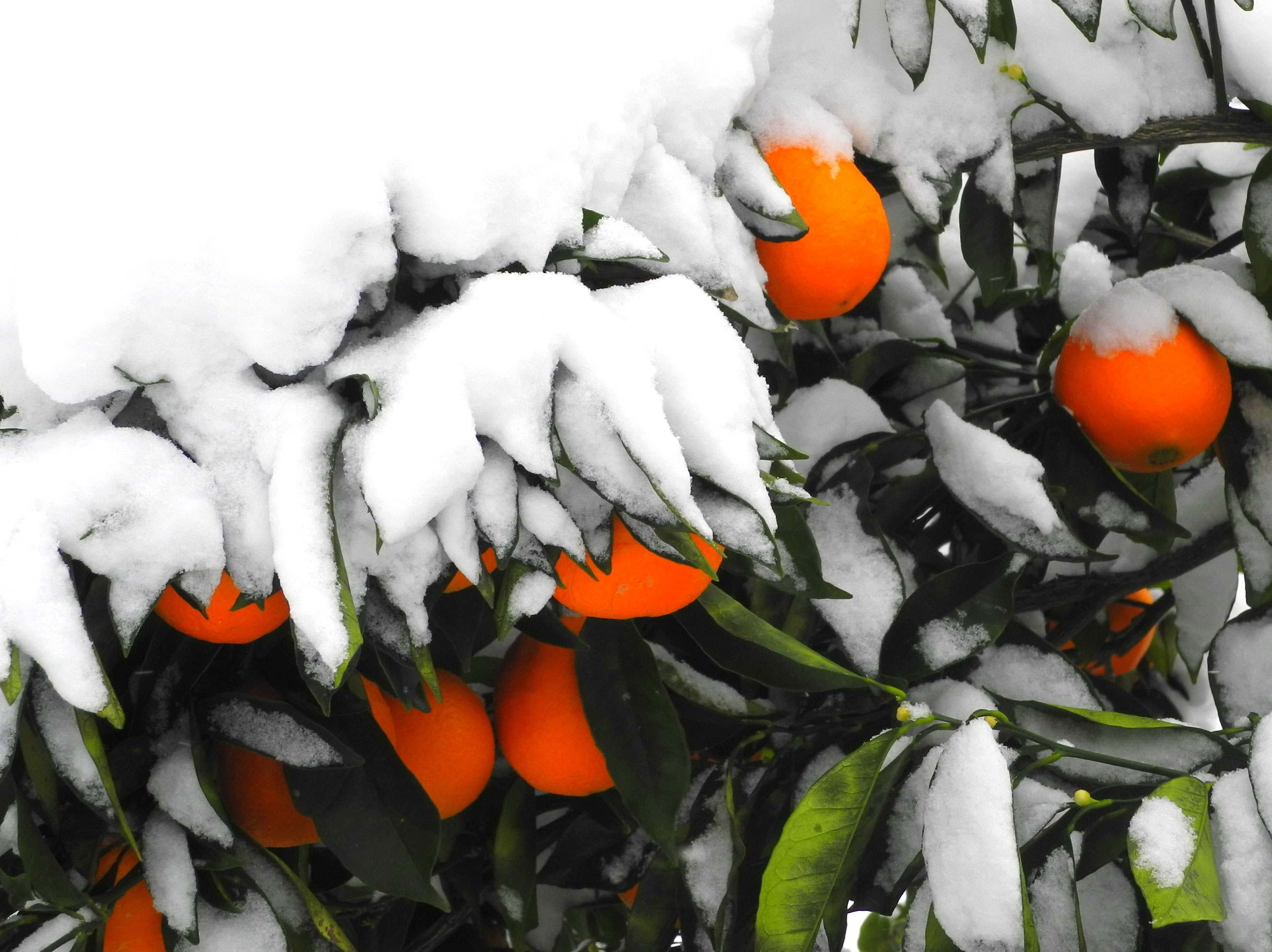 Orangensaft, Zitronen-Eiswürfel und Mandarinenlikör - Giordano´s ...