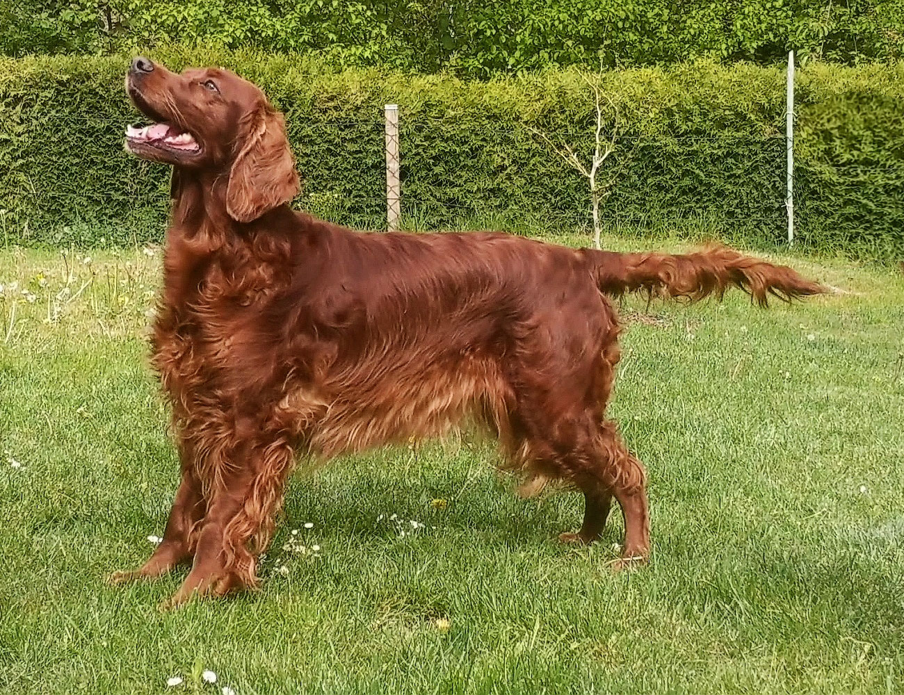 unser erster Wurf *3. Juli 2020 - Red Favour - Irish Red Setter Zucht