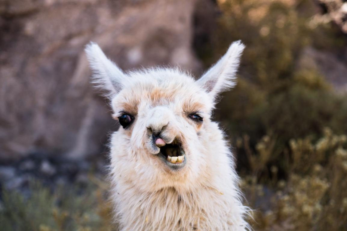 Lama, Alpaka, Guanako, Vikunja – was ist der Unterschied ...