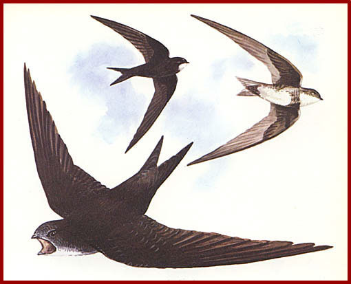 Rondone maggiore - Benvenuti su uccellideuropa!