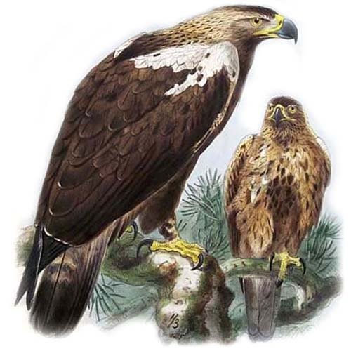 Aquila imperiale iberica - Benvenuti su uccellideuropa!