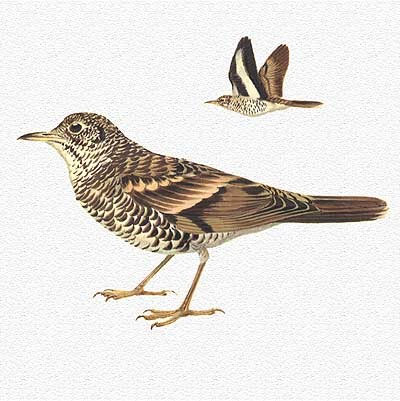 Tordo dorato - Benvenuti su uccellideuropa!