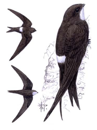 Rondone codaforcuta - Benvenuti su uccellideuropa!