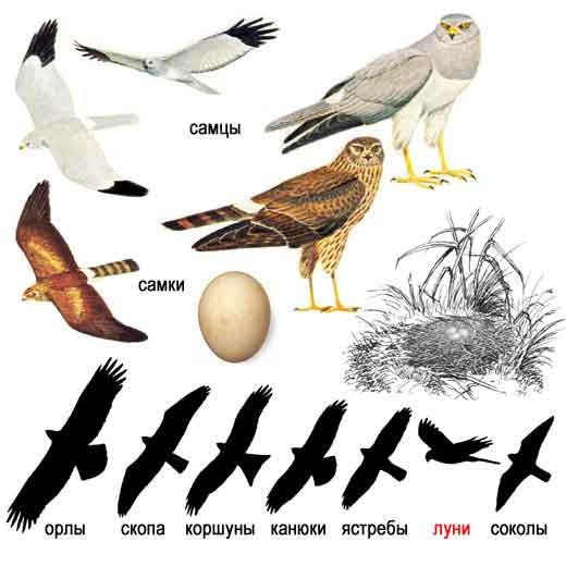 Albanella reale - Benvenuti su uccellideuropa!