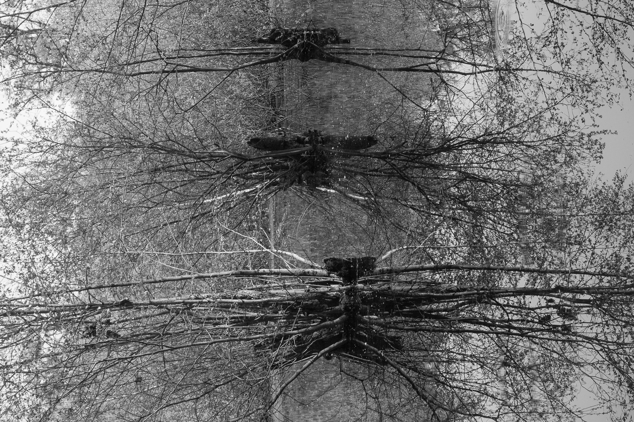 Im Reich der Insektoiden - Dirk Godlinski Foto | Kunst | Natur