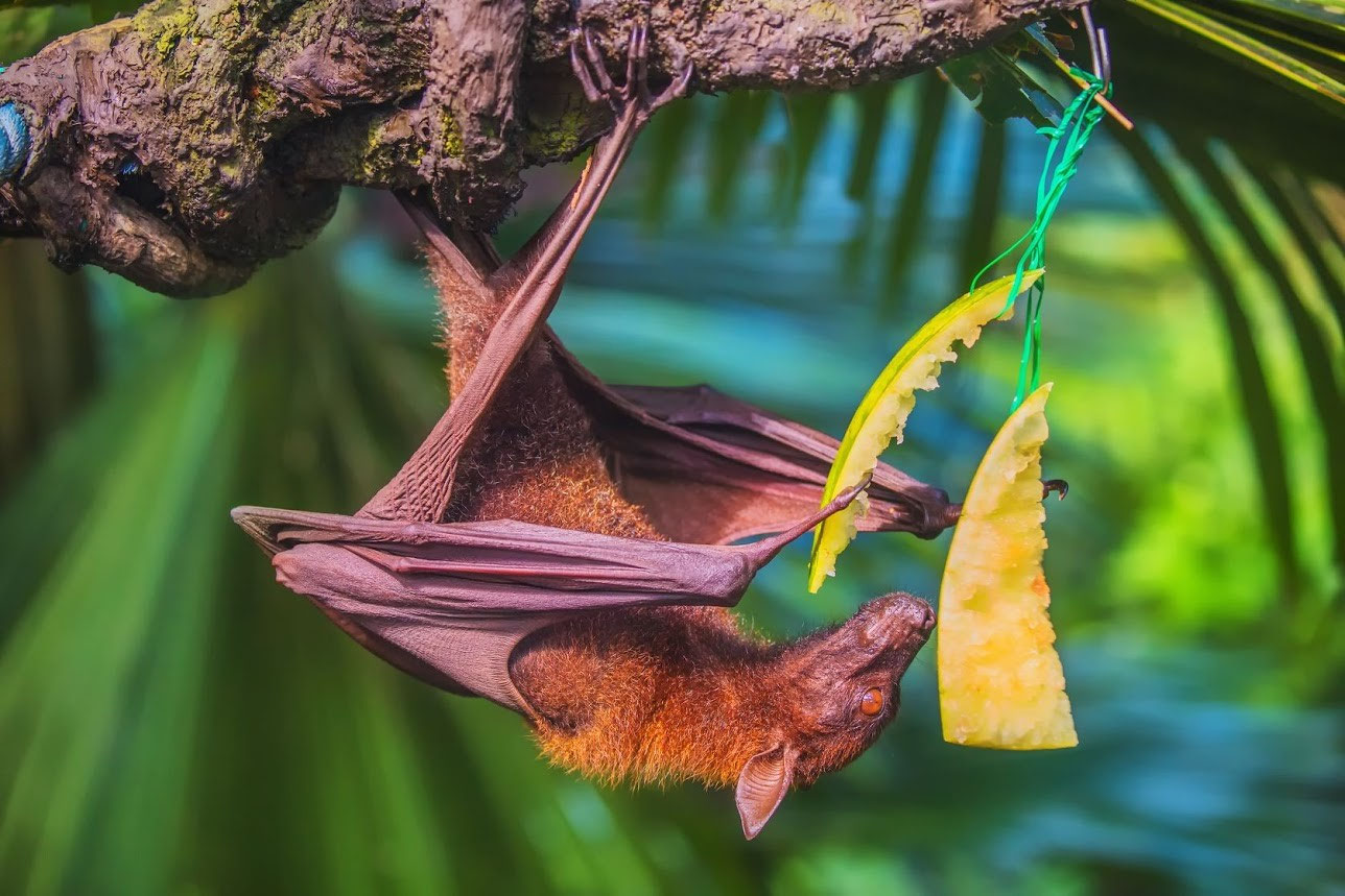 Bats For Kids: Learn Fun Facts About Bats - The Wild Adventure Girls