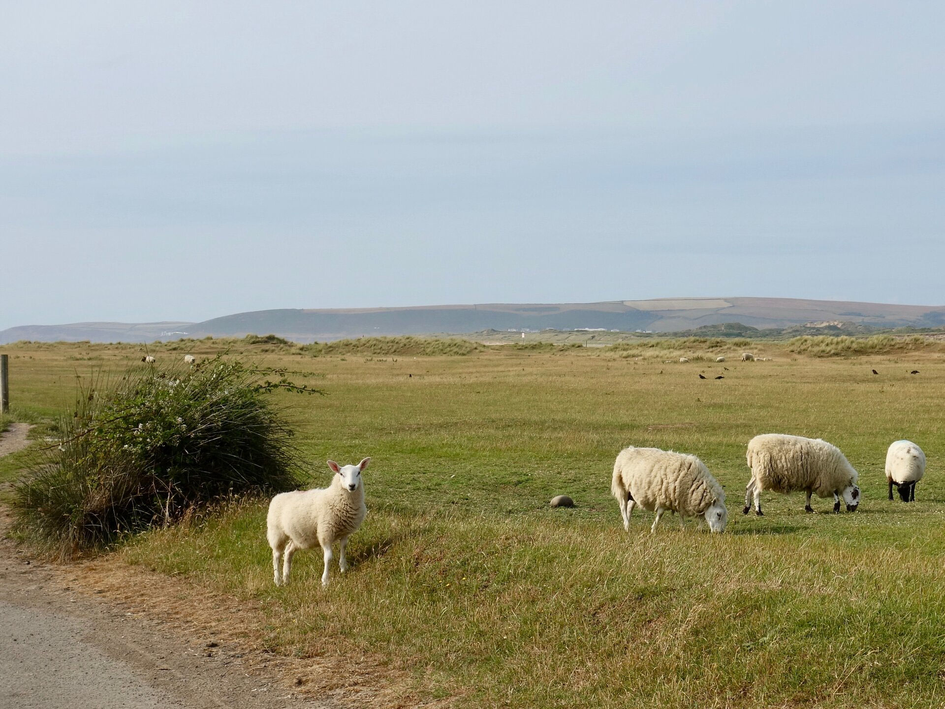 Northam Burrows Country Park bei Westward Ho! & Appledore | Devon - Tipps