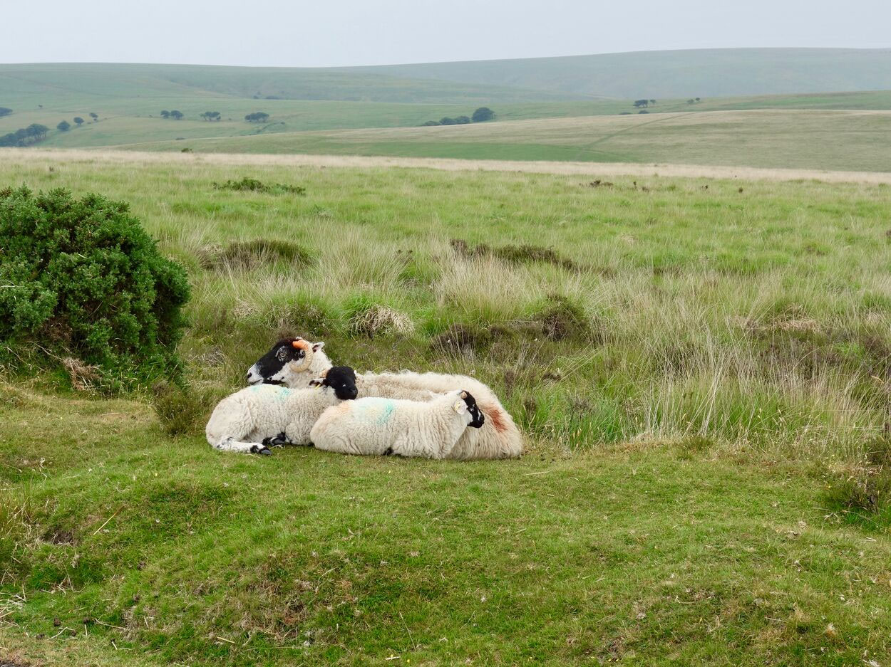 Der Exmoor Nationalpark in England: Sehenswürdigkeiten, Camping ...