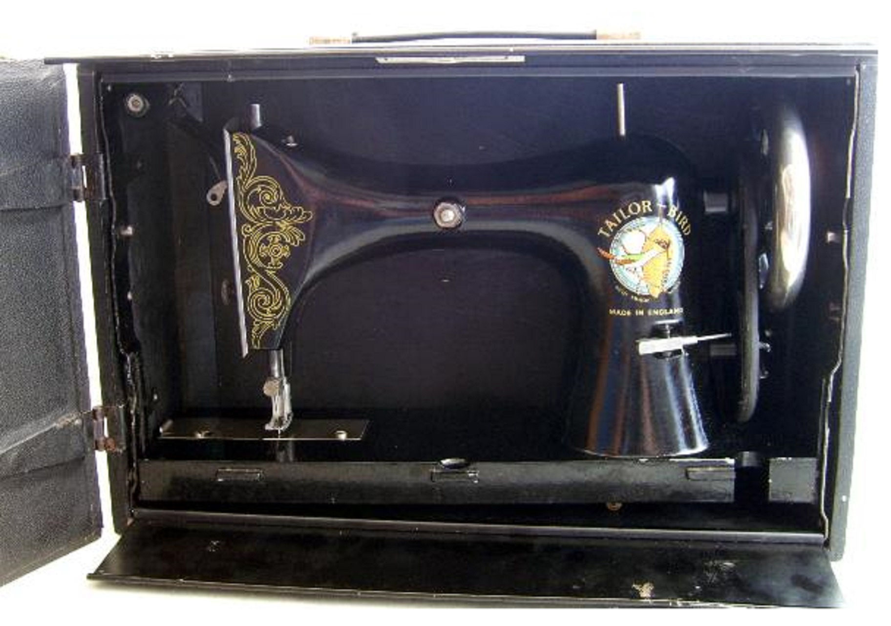 TAILOR BIRD - Fiddlebase