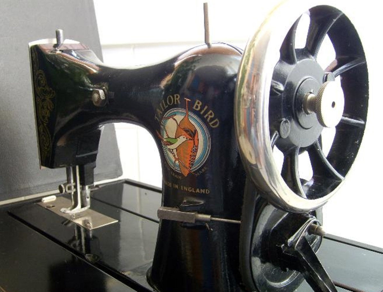 TAILOR BIRD - Fiddlebase