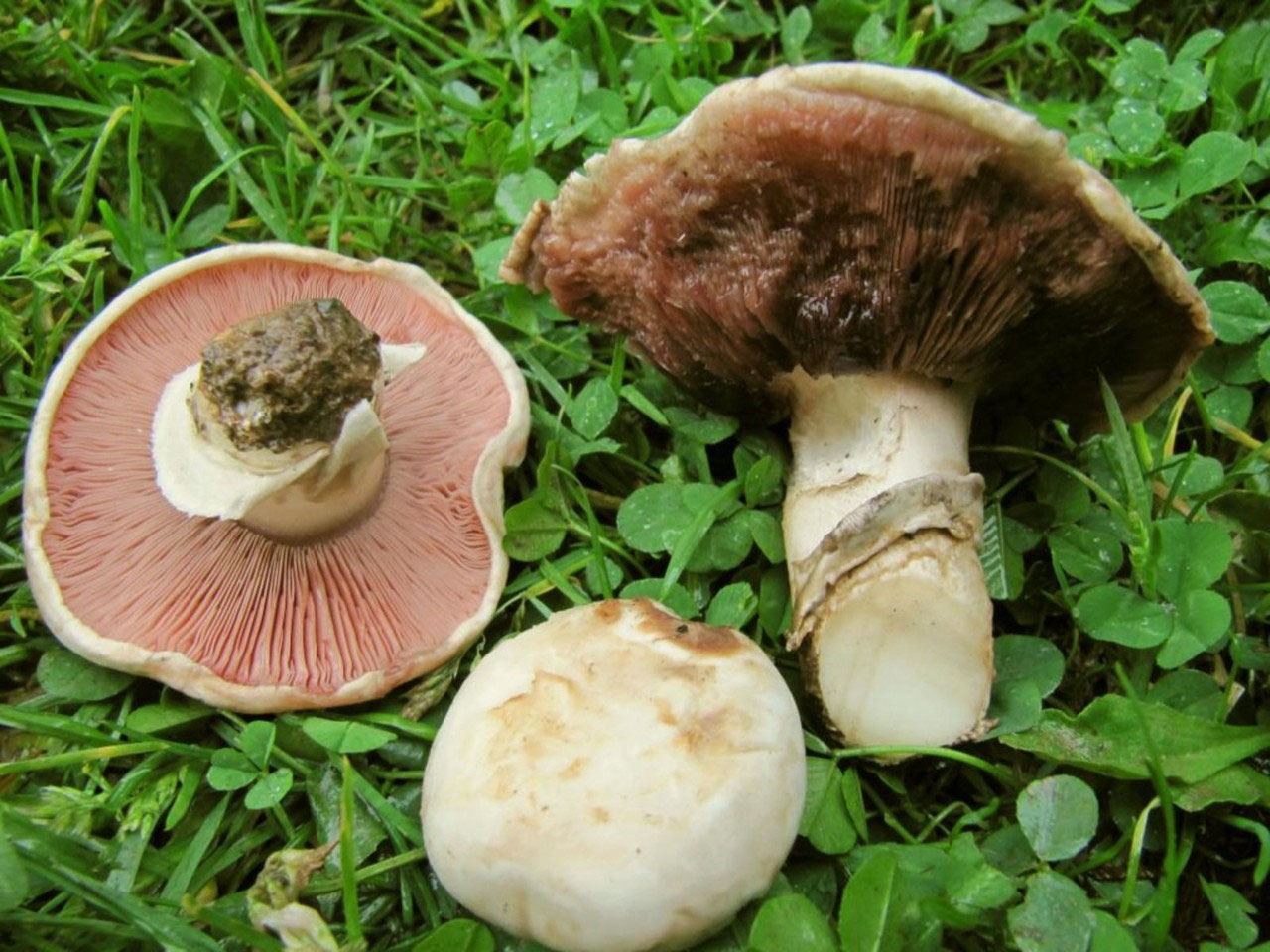 Essbar oder giftig? - pilze-greizerwald.de