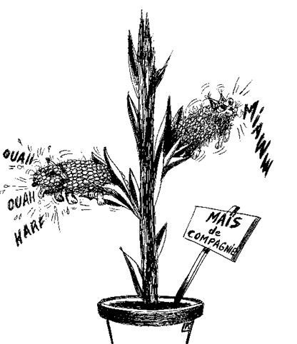 La transgenèse ou la fabrication des OGM - Site de svt-cellule