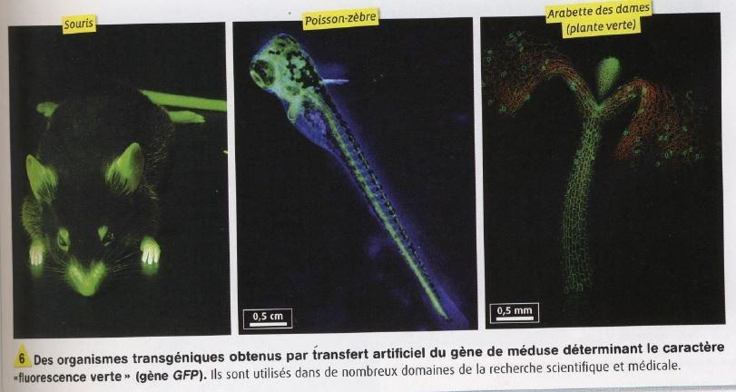 La transgenèse ou la fabrication des OGM - Site de svt-cellule