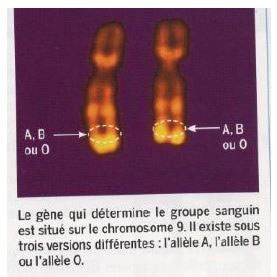 La transgenèse ou la fabrication des OGM - Site de svt-cellule