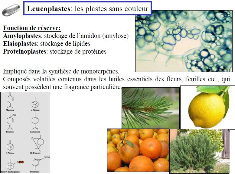 Des cellules spécialisées - Site de svt-cellule