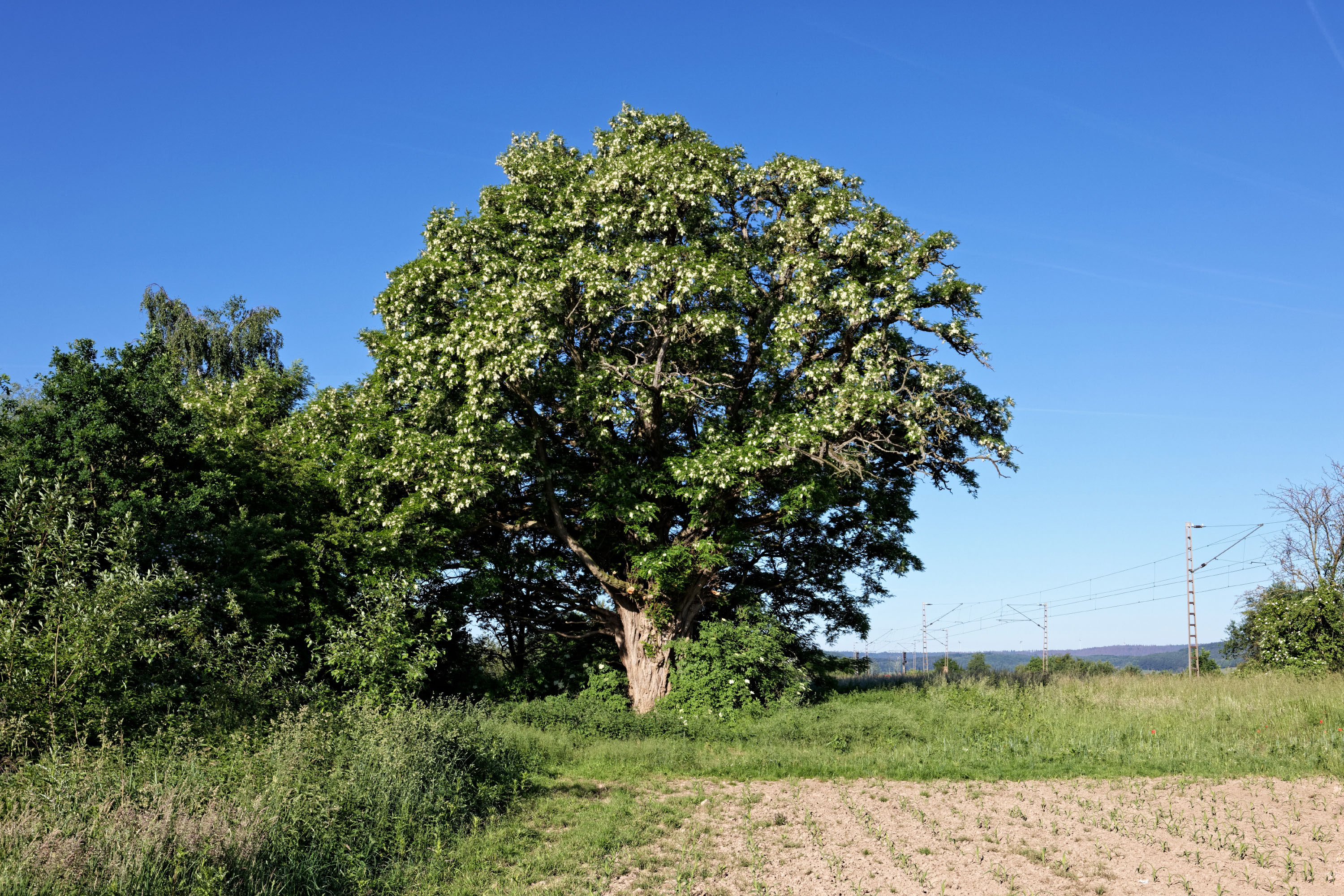 Robinie bei Eichholz - Monumentale Eichen von Rainer Lippert