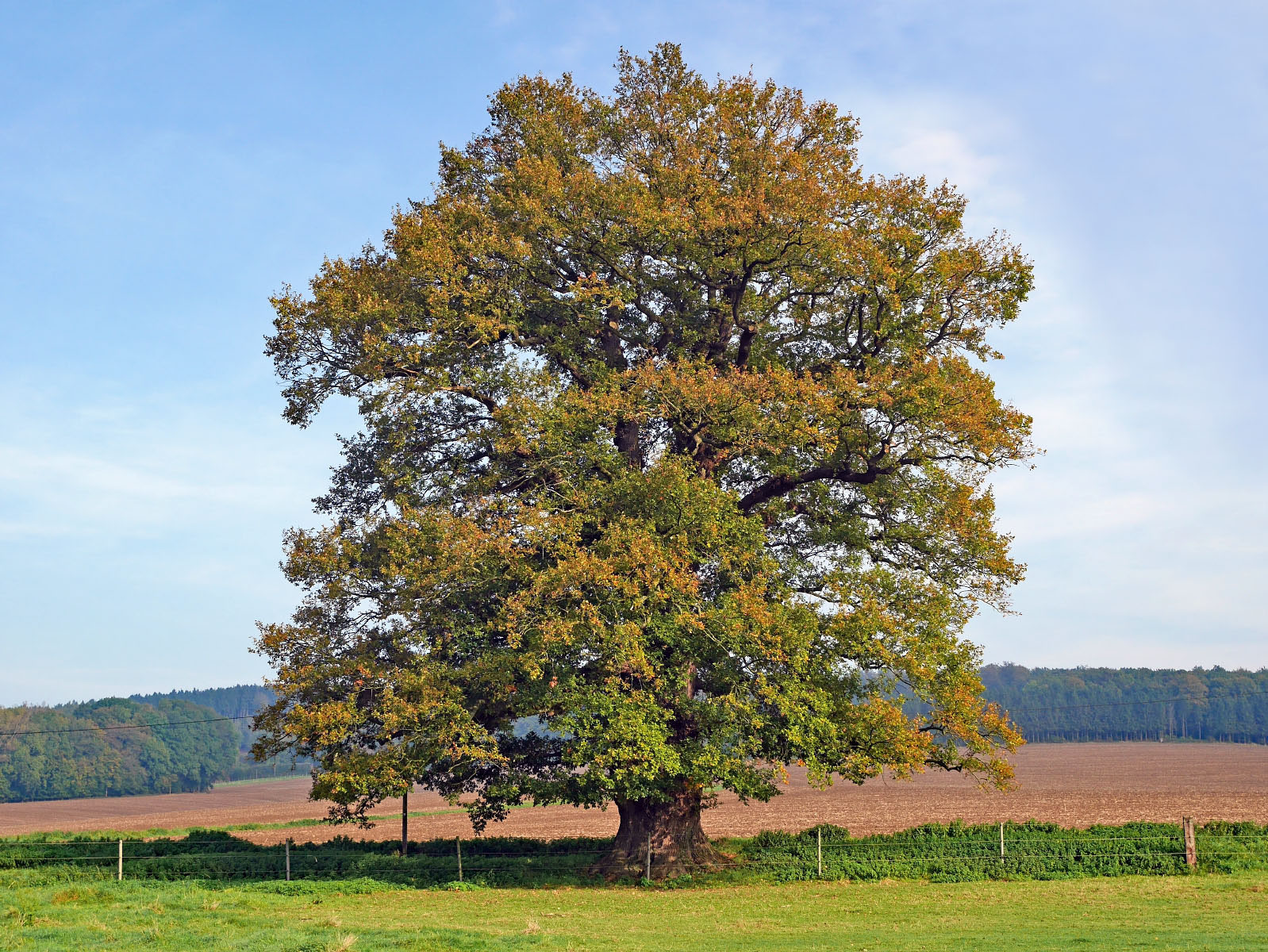 Monumentale Eichen in Nordrhein-Westfalen - Monumentale Eichen von ...