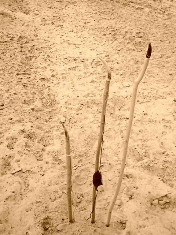 Die Stabschleuder (Fustibal) - Die Schleuder gestern und heute. Ein ...