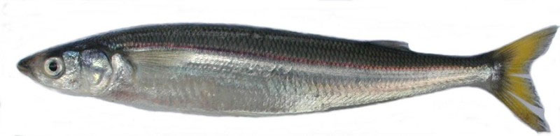 El Pejerrey - pesca deportiva en chile