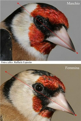 Foto di maschio e femmina di cardellini - luigi gatti-vincenzo avallone