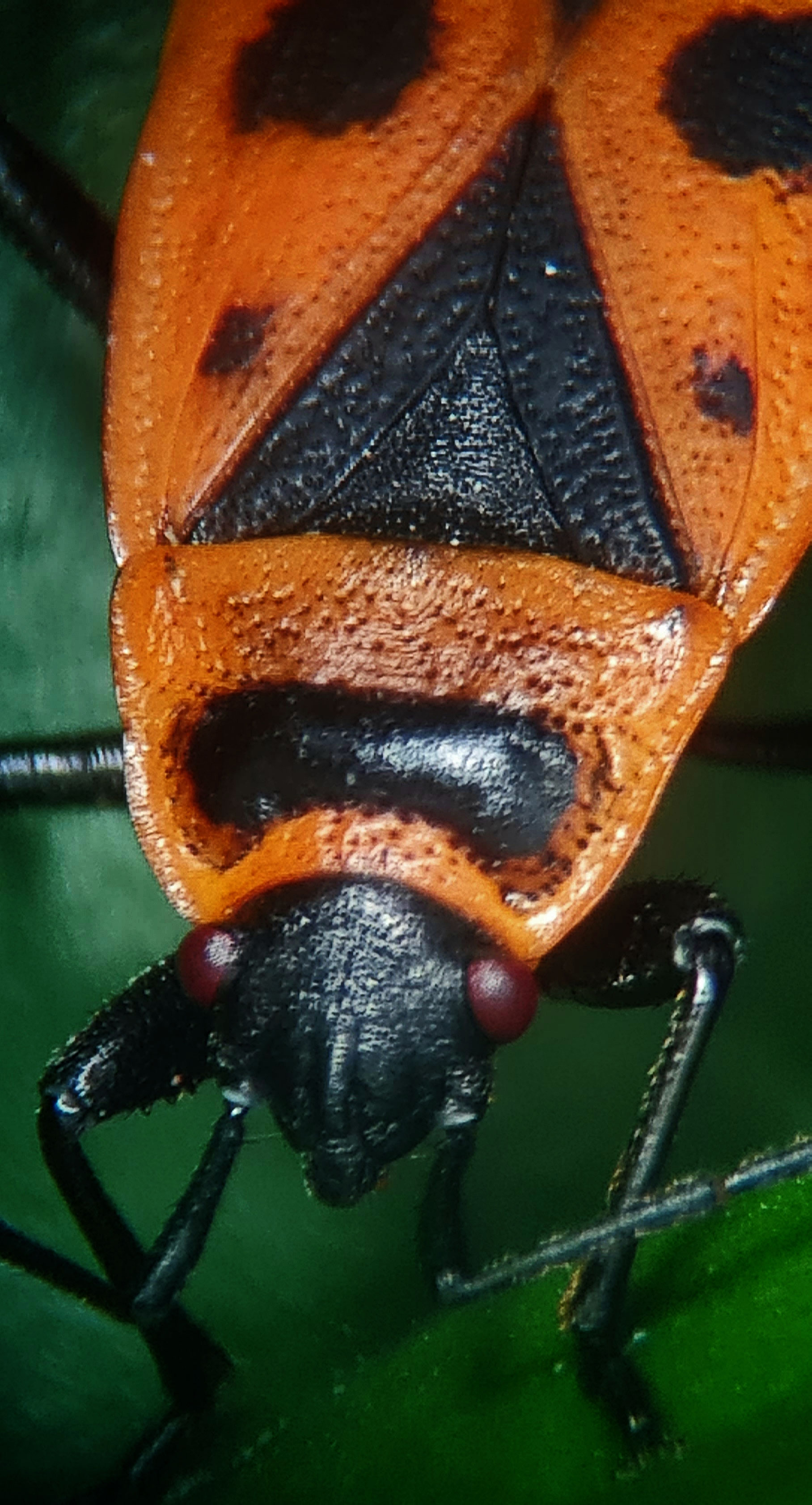 Família Pyrrhocoridae (Fallén, 1814) - vilobicel
