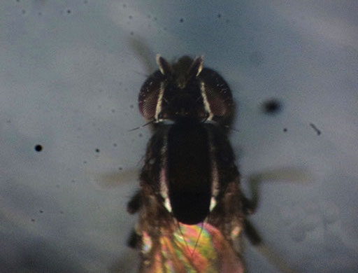 Família Ephydridae (Zetterstedt, 1837) - vilobicel