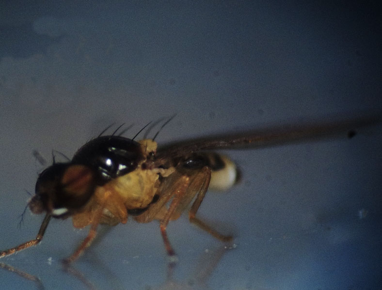 Família Asteiidae - vilobicel