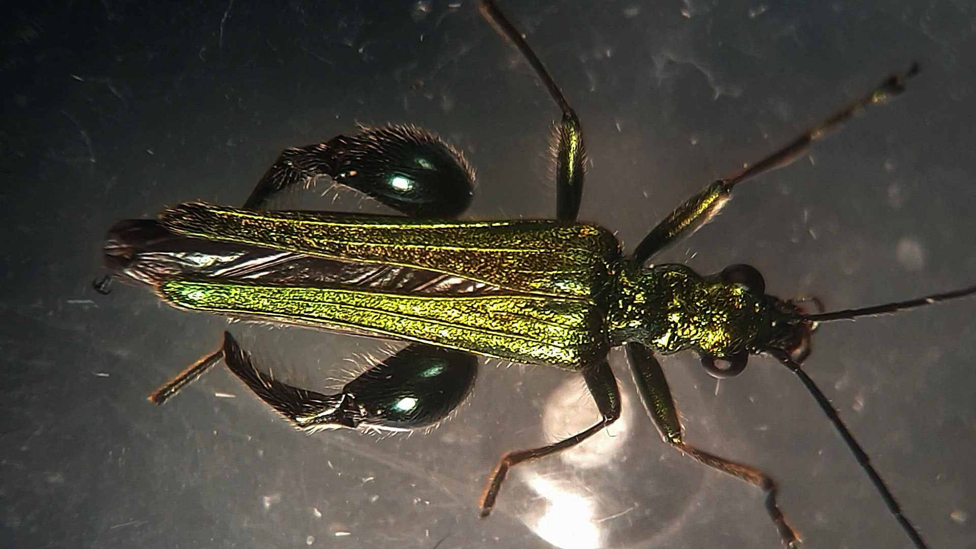 Família Oedemeridae (Latreille, 1810) - vilobicel