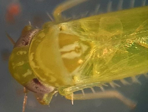 Família Cicadellidae (Latreille, 1802) - vilobicel