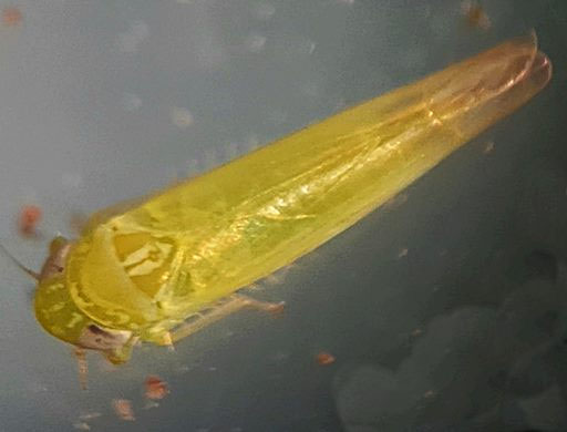 Família Cicadellidae (Latreille, 1802) - vilobicel