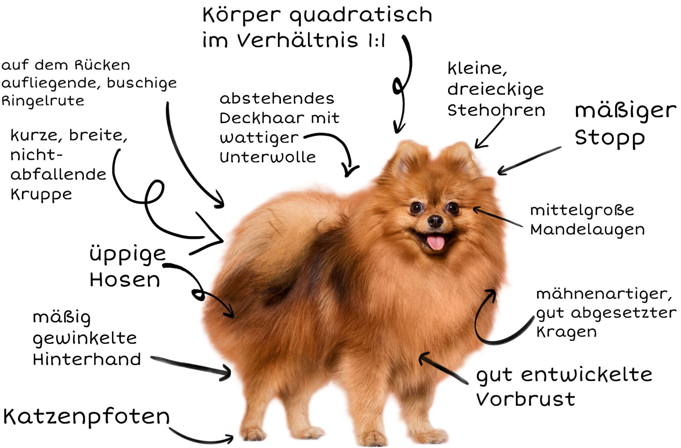 Der Zwergspitz / Pomeranian - Preußenspitz