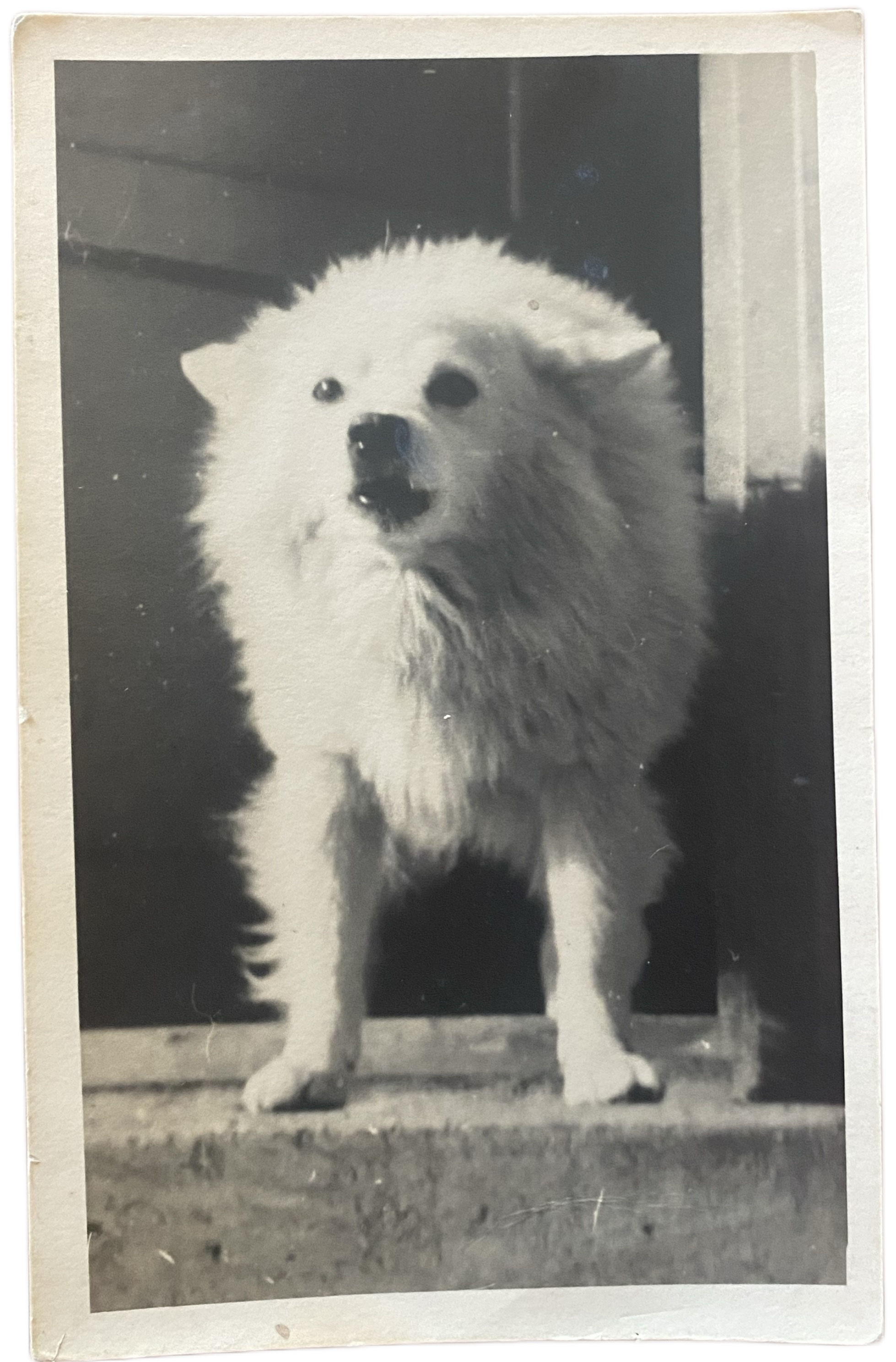 About Spitz's nature - Preußenspitz