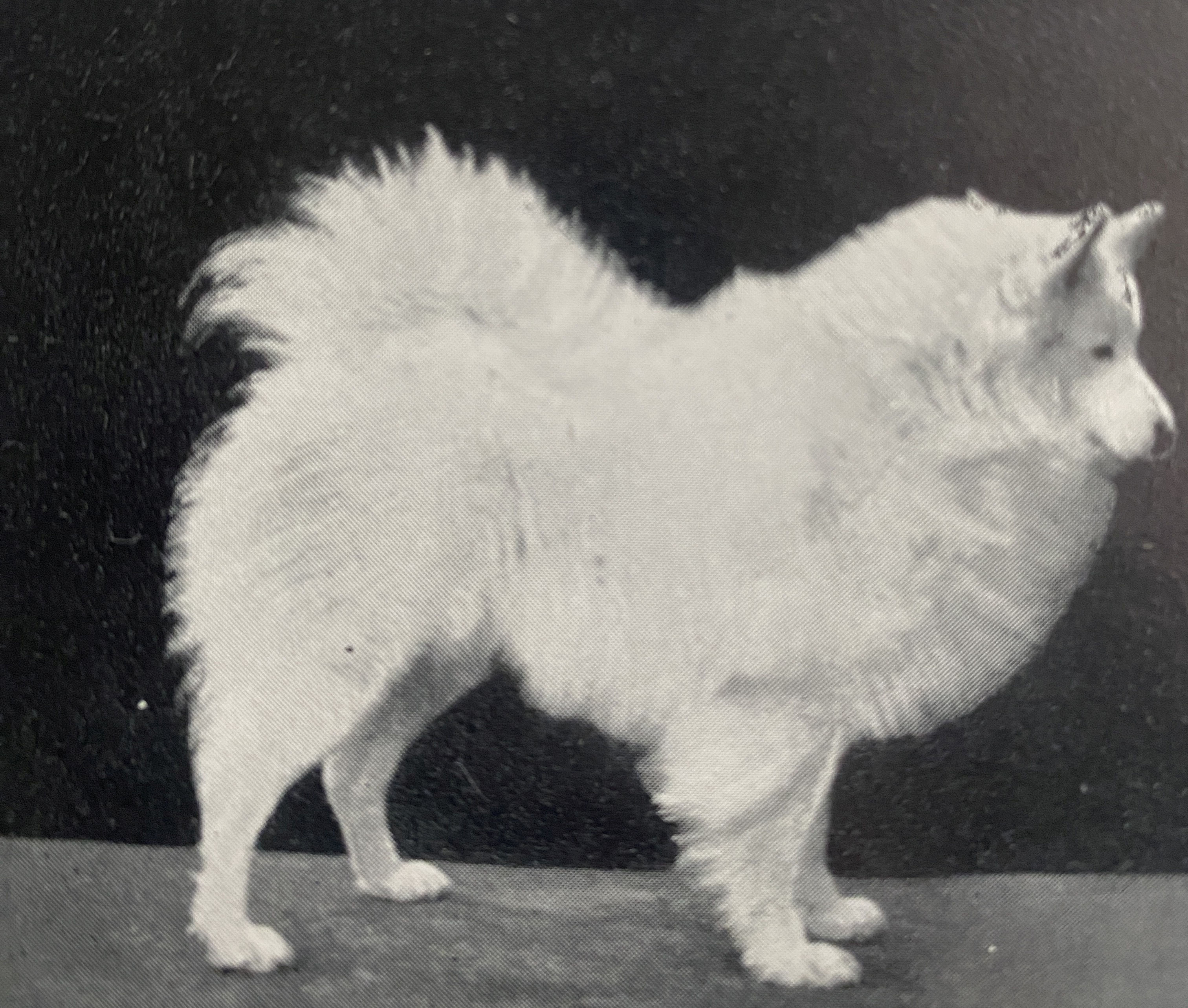 Der Großspitz - Preußenspitz