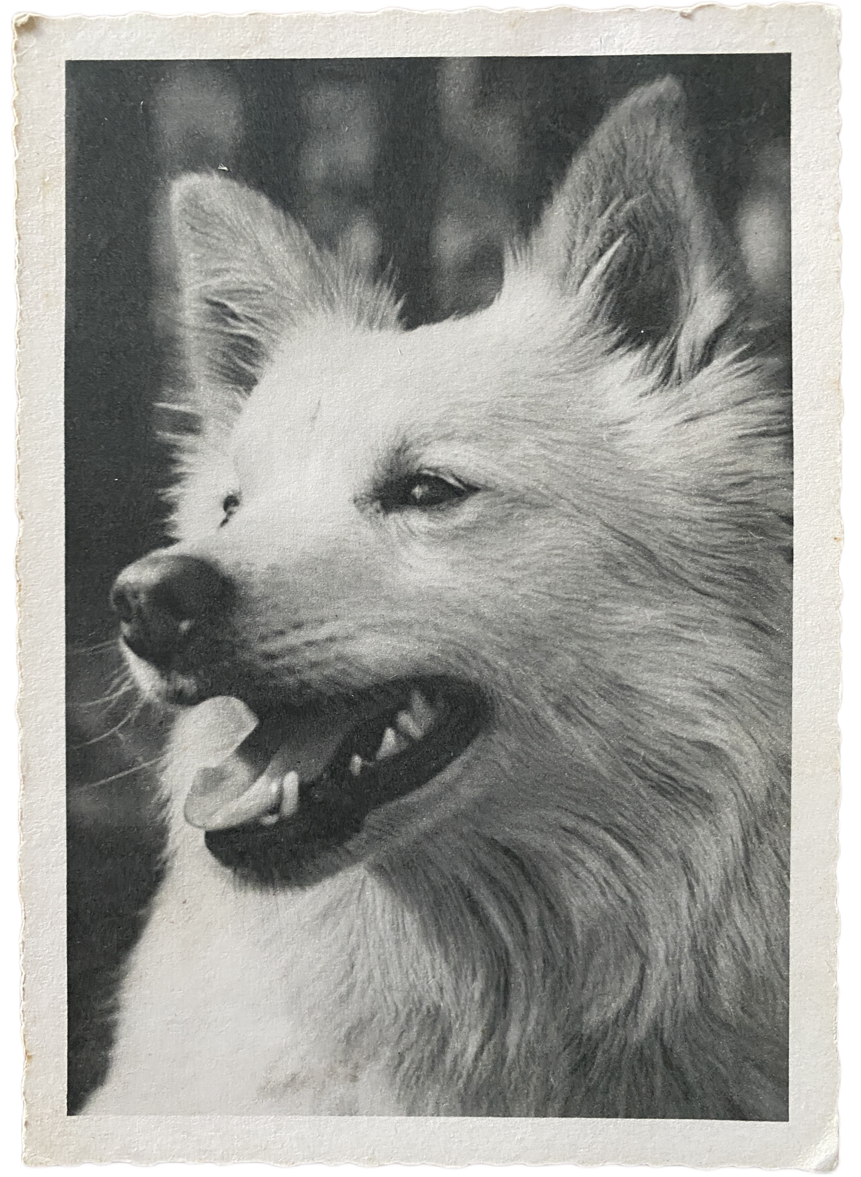 About Spitz's nature - Preußenspitz