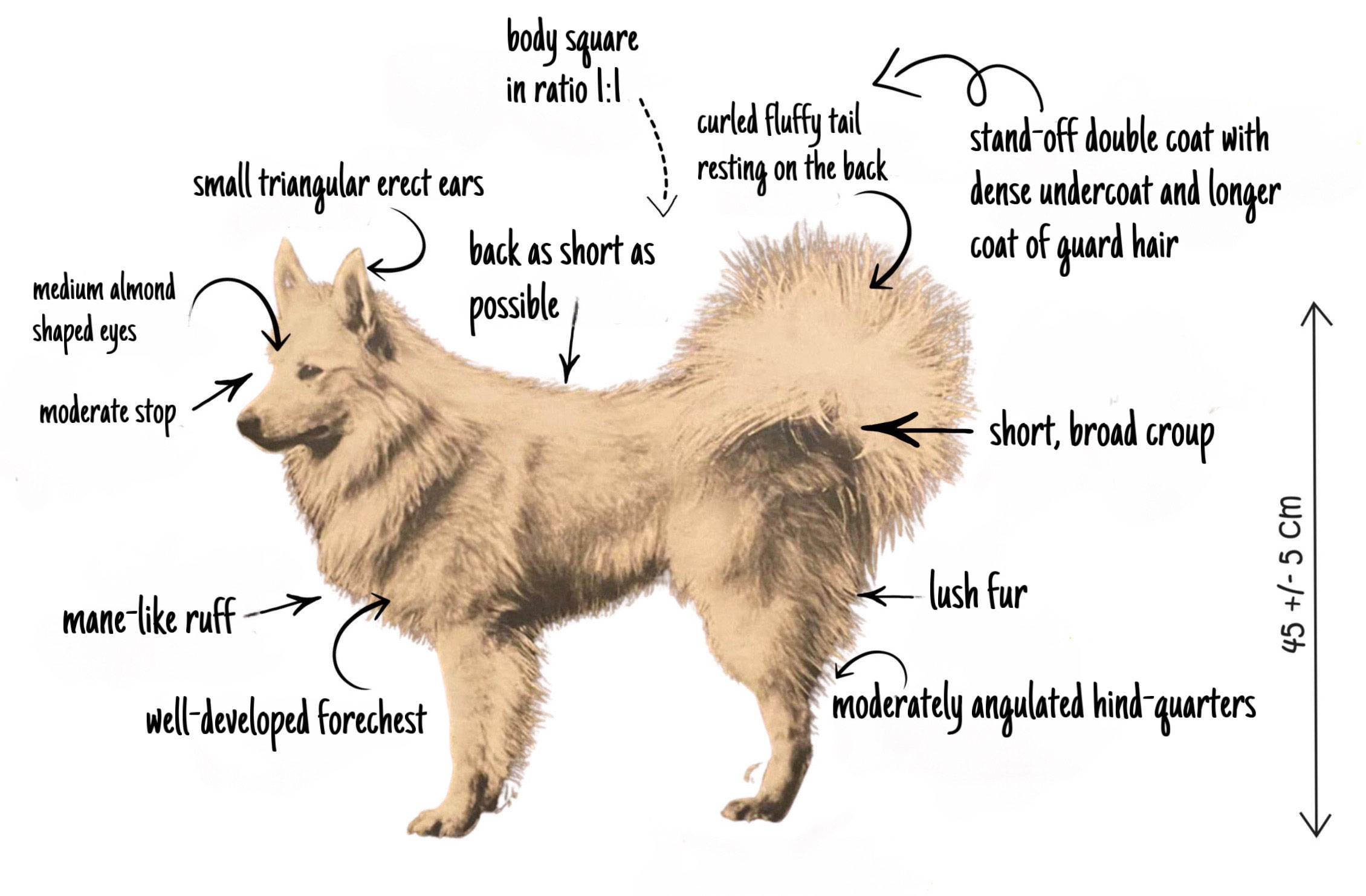 The Giant Spitz - Preußenspitz