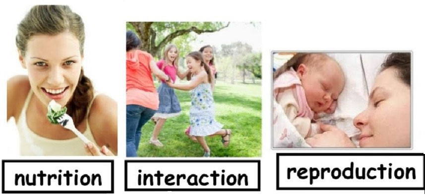 the human body - Página web de surprisingclass