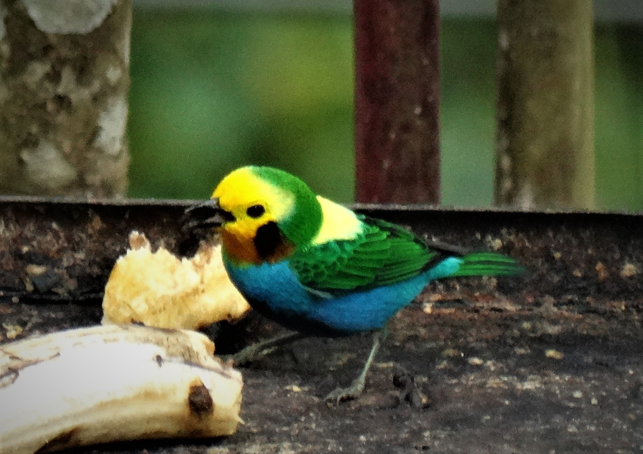 PROMOCION PREVENTA - Finca Alejandria