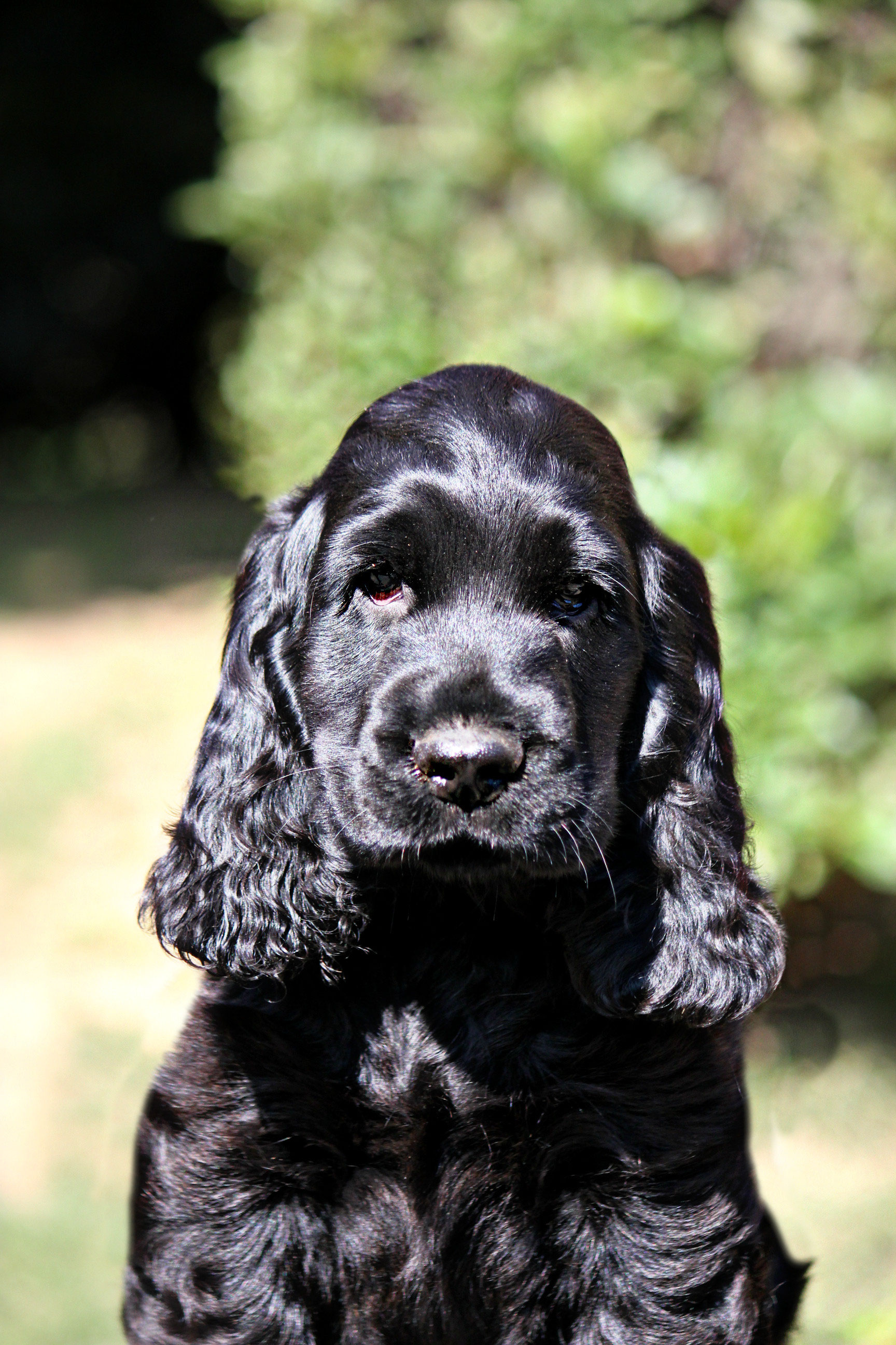 allevamento cocker spaniel inglesi e saluki - ..true eclectic cockers ...