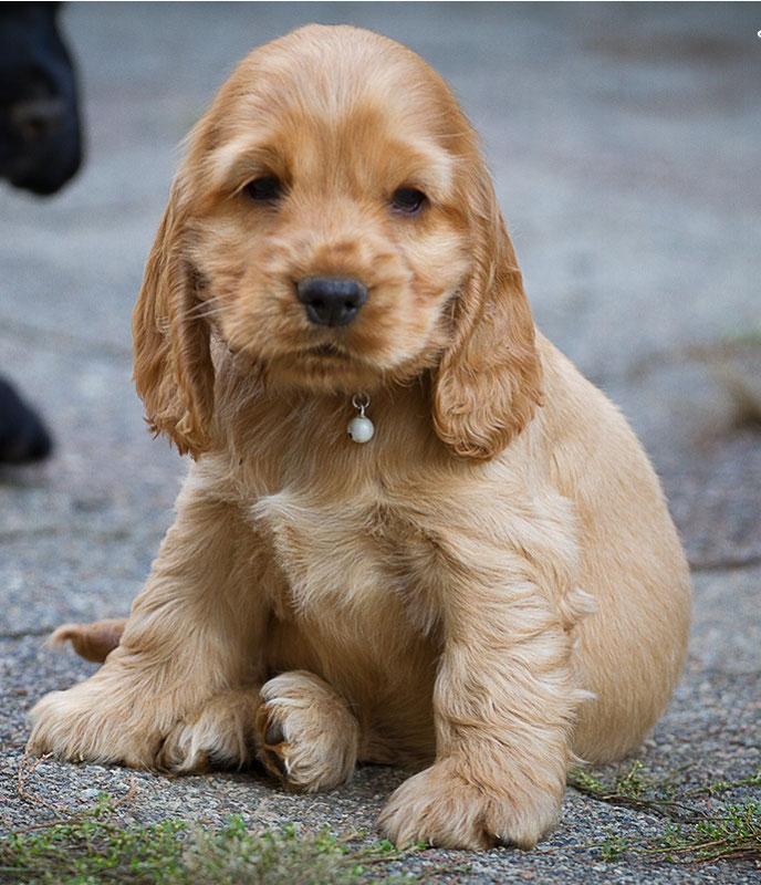 allevamento cocker spaniel inglesi e saluki - ..true eclectic cockers ...