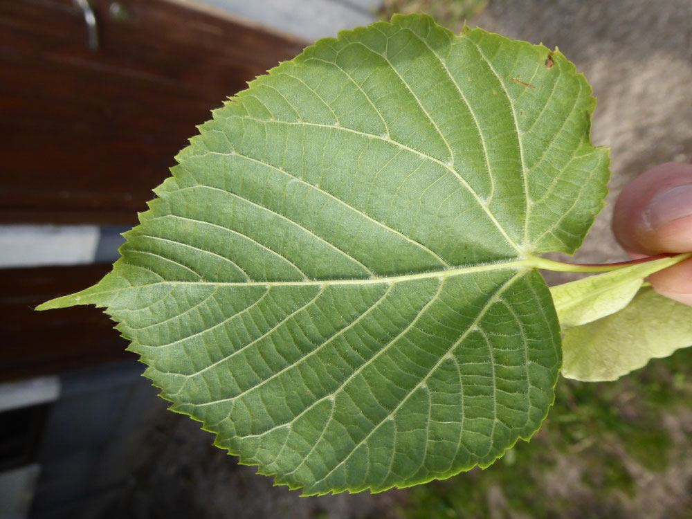 Le Tilleul à petites feuilles. - Laboratoire de Pharmacognosie - ULg