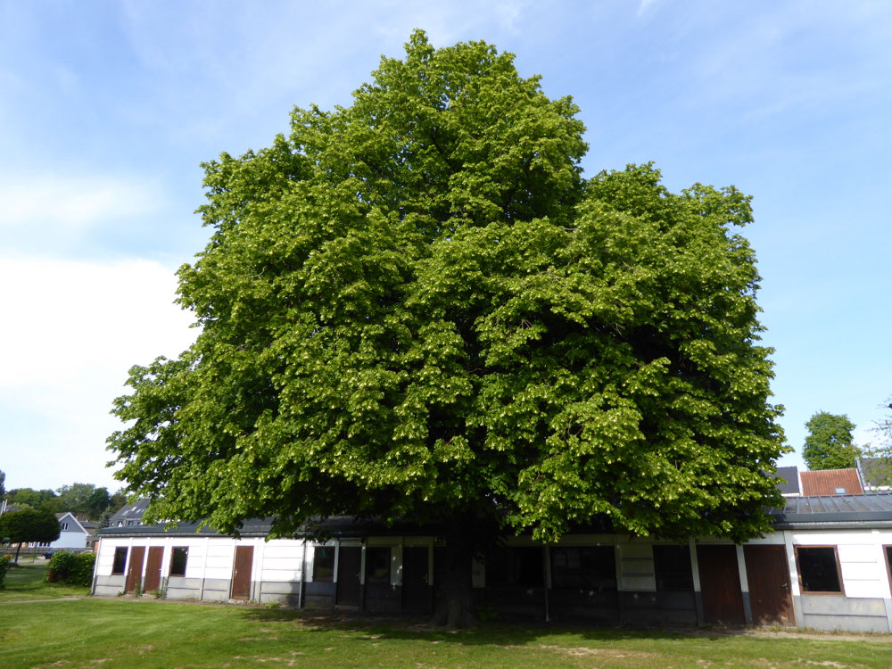 Le Tilleul à petites feuilles. - Laboratoire de Pharmacognosie - ULg