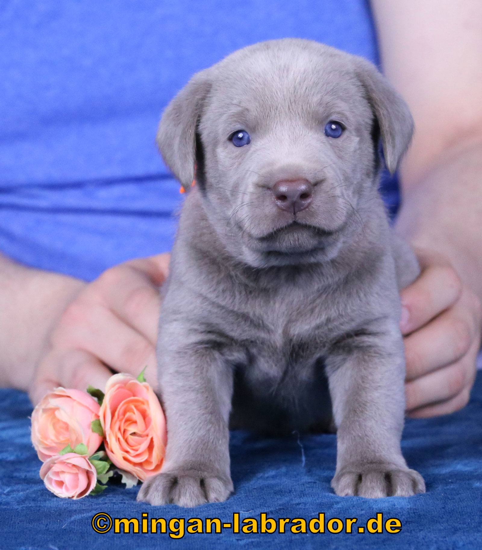 Labrador Silber, Labrador Charcoal, Mingan Labrador - mingan-labrador ...
