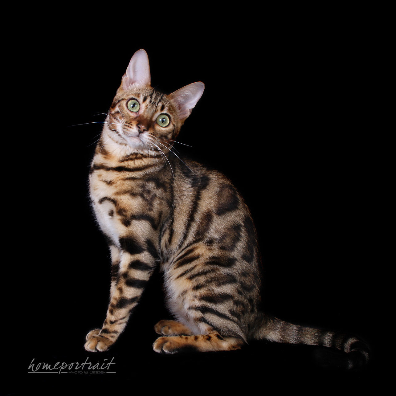 GETUPFT/ SPOTTED/ ROSETTED - bengalen-aus-dem-rhinluchs Webseite!